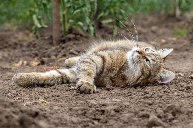 A Tabby Cat is Lying on the Ground in a Bed Near Tomato Bushes, the Cat ...