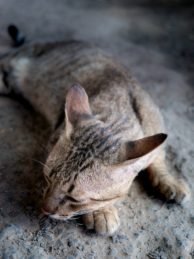 Scarface. a Young Man with a Big Scar on His Face Stock Image - Image ...