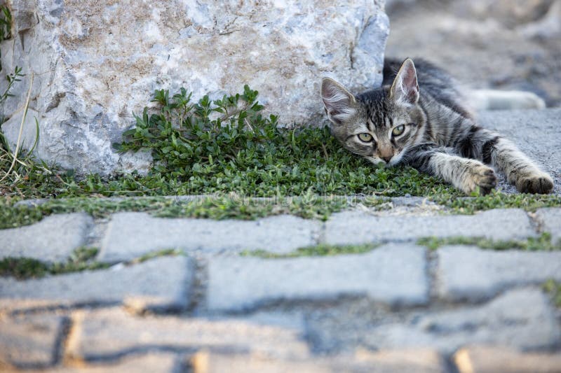 Tabby Cat Lying on the Ground in the Street. Cute Little Kitten Lying ...