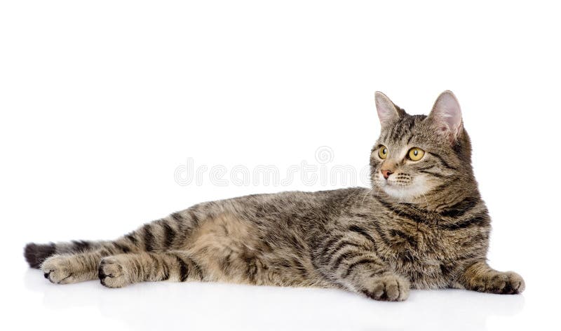 Tabby Cat Lying and Looking Away. Isolated on White Background Stock ...