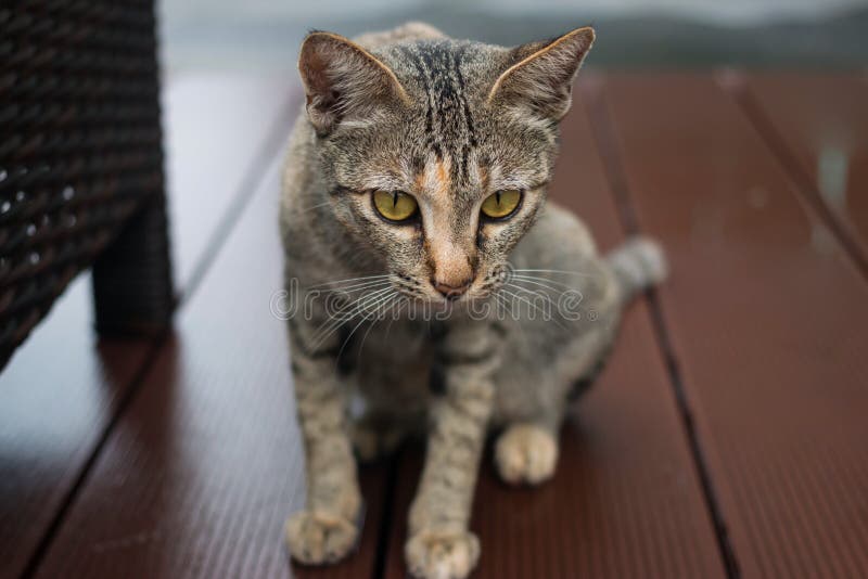 Tabby cat stock image. Image of lying, nose, dear, muzzle - 75932585