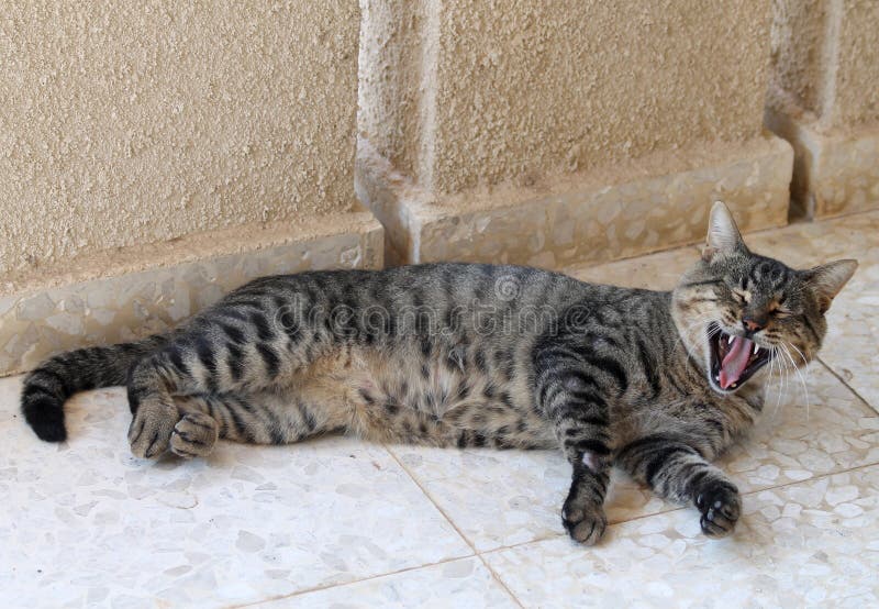 2,022 Marble Tabby Cat Stock Photos - Free & Royalty-Free Stock Photos ...