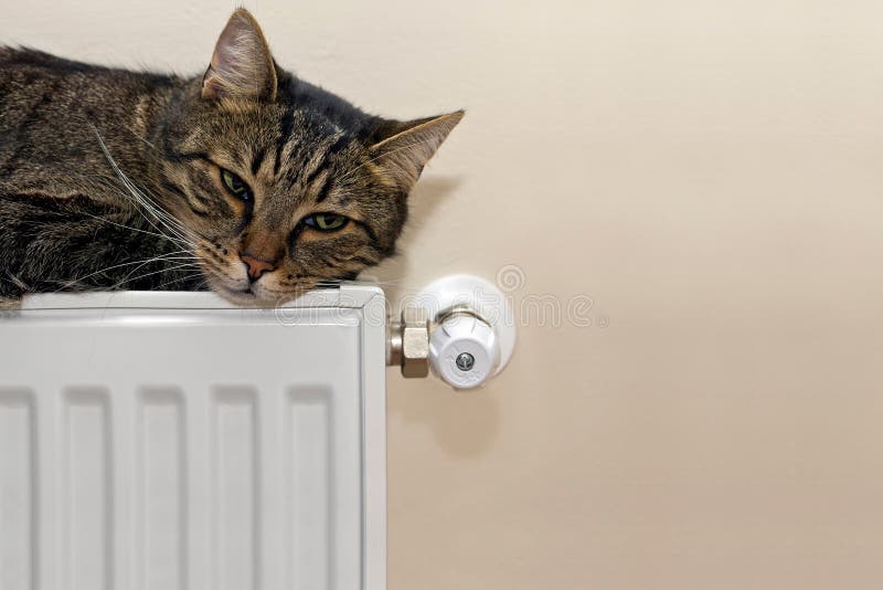 Tabby Cat Lying on Radiator Stock Image - Image of grey, cute: 106416687