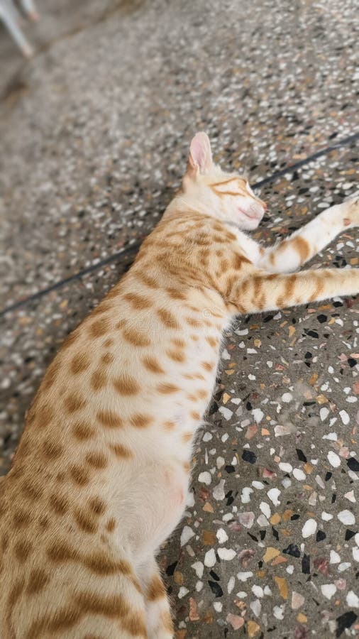 A Tabby Cat on a Marble Floor Stock Photo - Image of tabby, wildcat ...