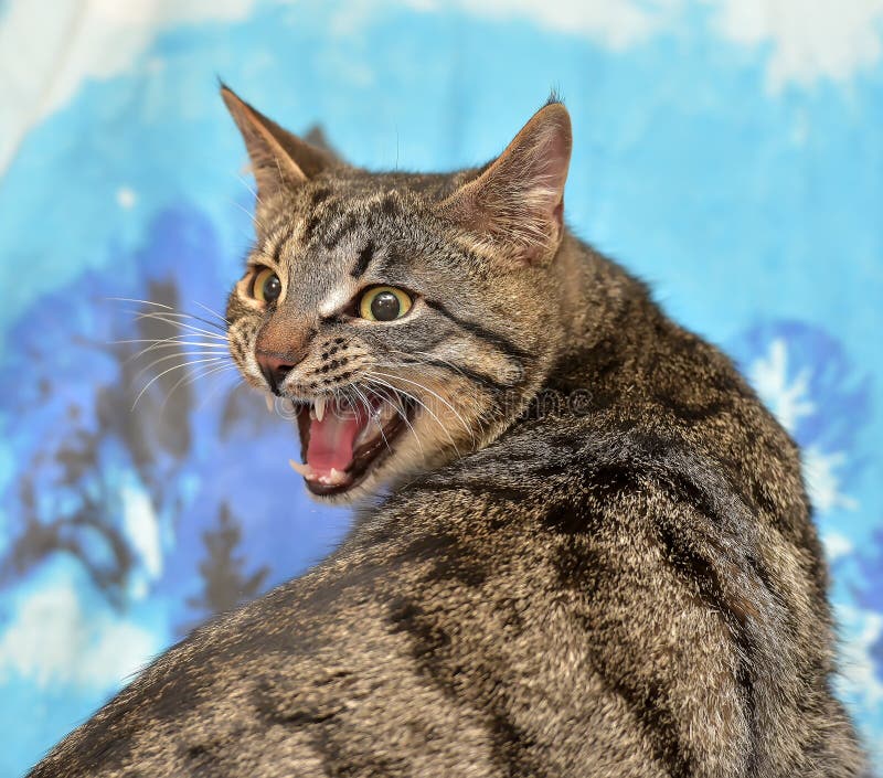 Tabby cat meows stock photo. Image of sick, coon, domestic - 92312212