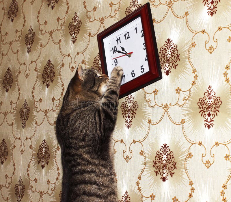 A Tabby Cat Moves the Hands of a Clock Hanging on the Wall Stock Image ...