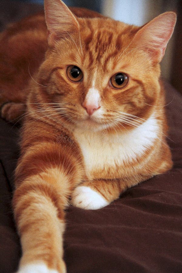 A tabby cat named Simba stock image. Image of domestic - 121309477