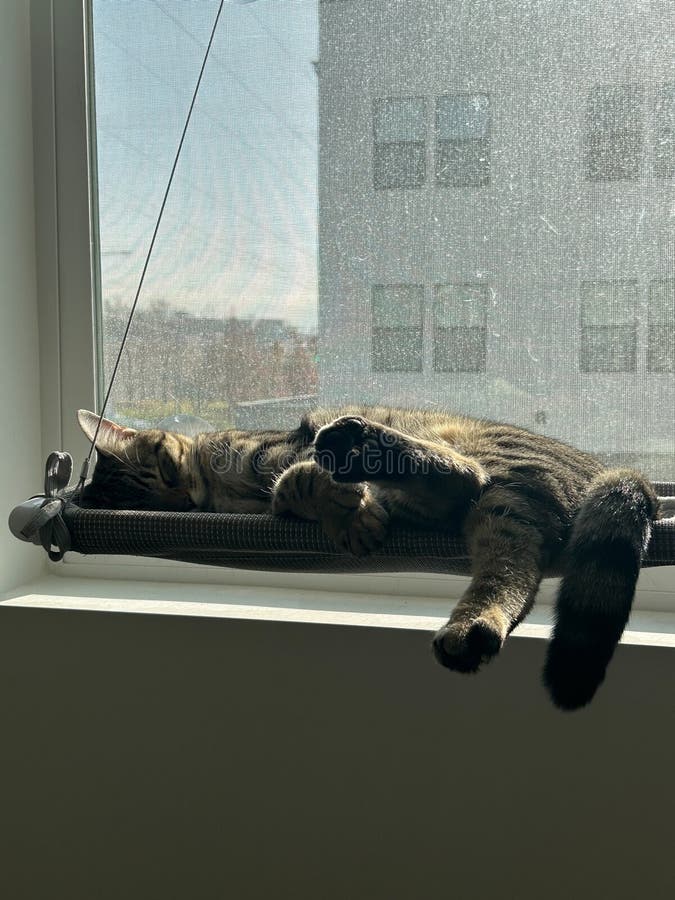 Tabby Cat Napping in Sunlight on a Window Perch in a Modern Apartment ...