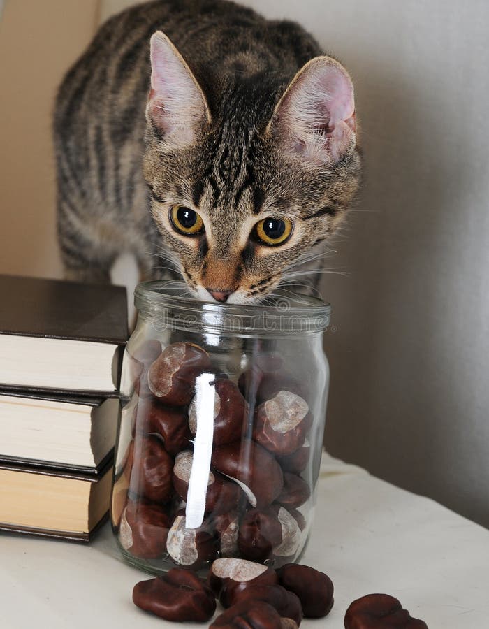 Tabby Cat Near Stack of Books and a Jar of Chestnuts Stock Image ...