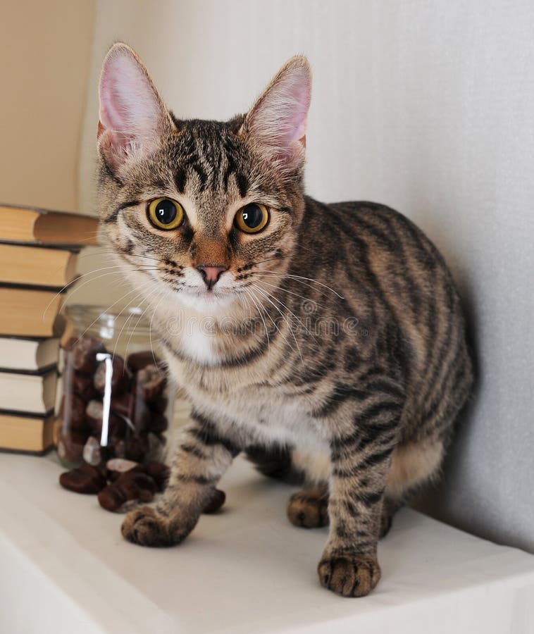 Tabby Cat Near Stack of Books and a Jar of Chestnuts Stock Photo ...