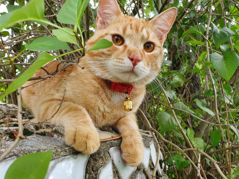 Tabby Cat with Neck Bell Sitting on a Stone through Plants in the ...