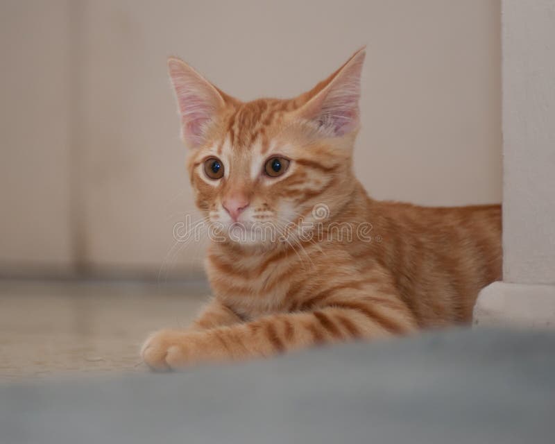 Tabby Cat Observing the Room Stock Photo - Image of kitty, tabby: 57544502