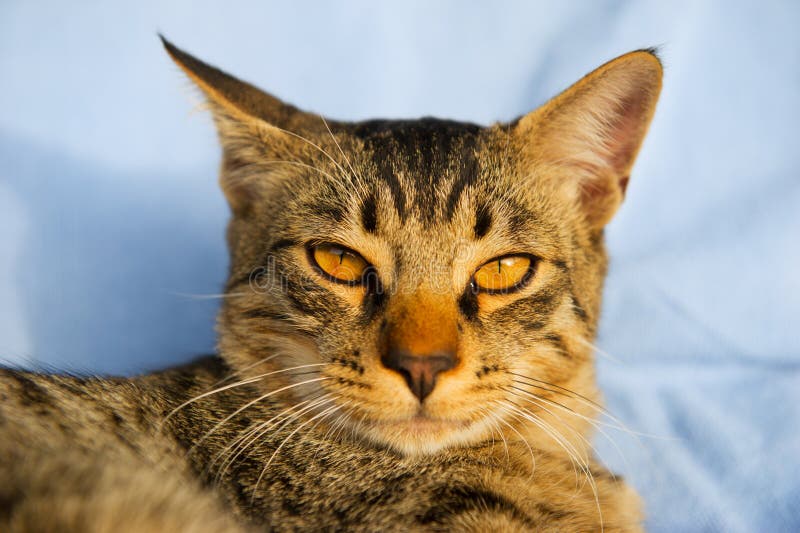 Tabby cat outdoor in sun stock image. Image of lazy, blue - 21924295