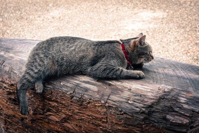 Tabby Cat Outdoors, Lying on a Log Stock Photo - Image of full, collar ...