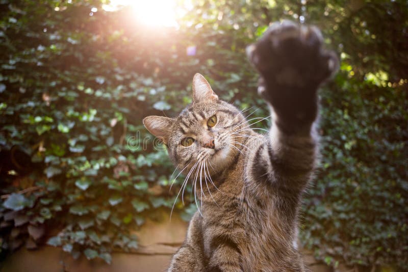 Tabby Cat Reaching for Something Stock Photo - Image of silver, animals ...
