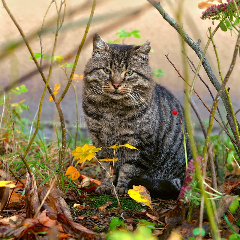 Tabby cat outside stock photo. Image of feline, cute - 46274028