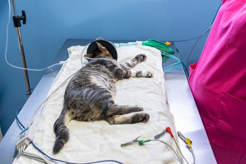 Tabby cat with oxygen mask stock image. Image of care - 160144089