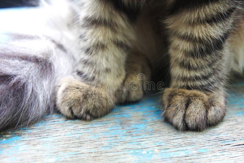 Tabby Cat Paws. Close-up Striped Kitten Paws Stock Photo - Image of ...