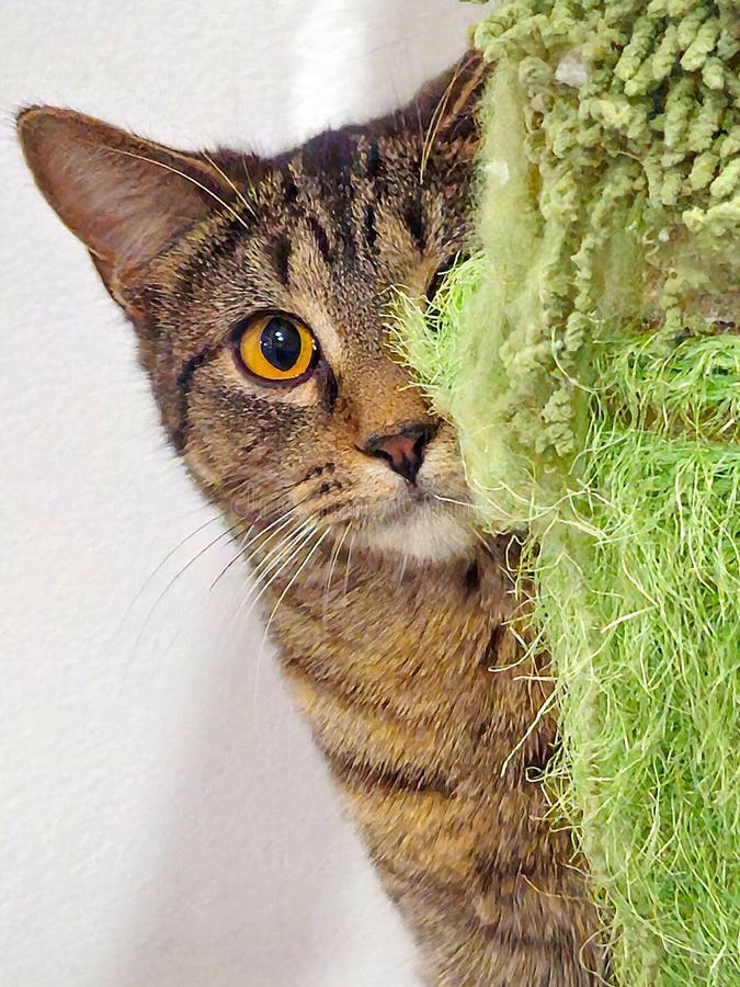 Tabby Cat Peeking Around Scratching Post Stock Photo - Image of ...