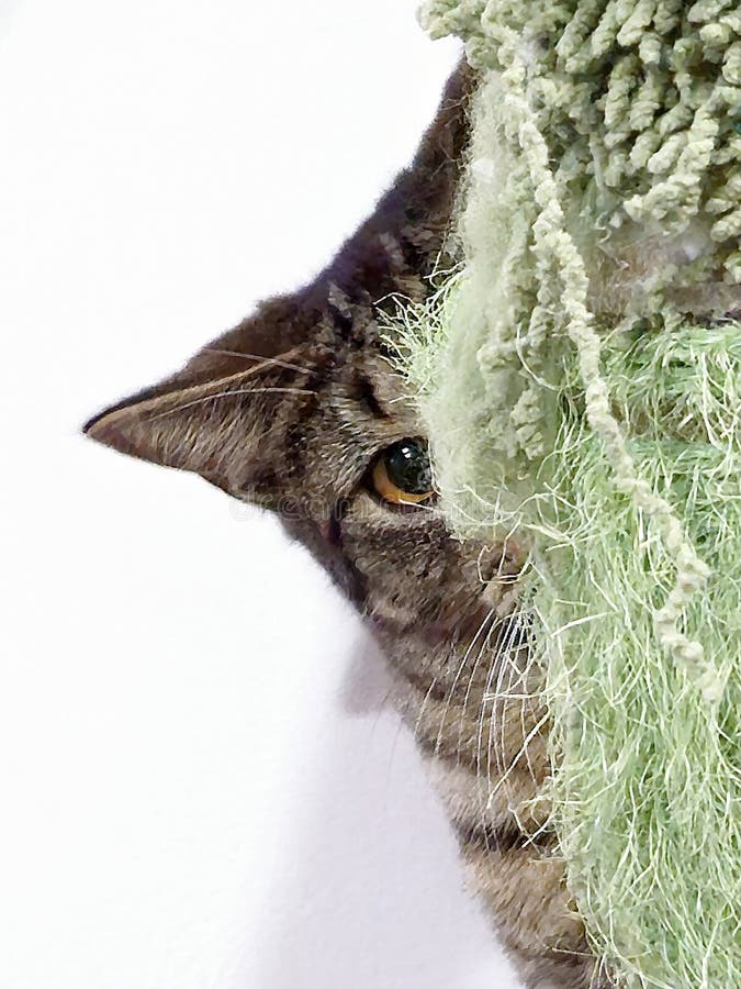 Tabby Cat Hiding Behind Scratching Post Stock Image - Image of looking ...
