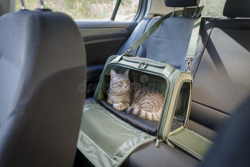 Tabby Cat in Pet Carrier Riding in a Car Stock Photo - Image of vehicle ...