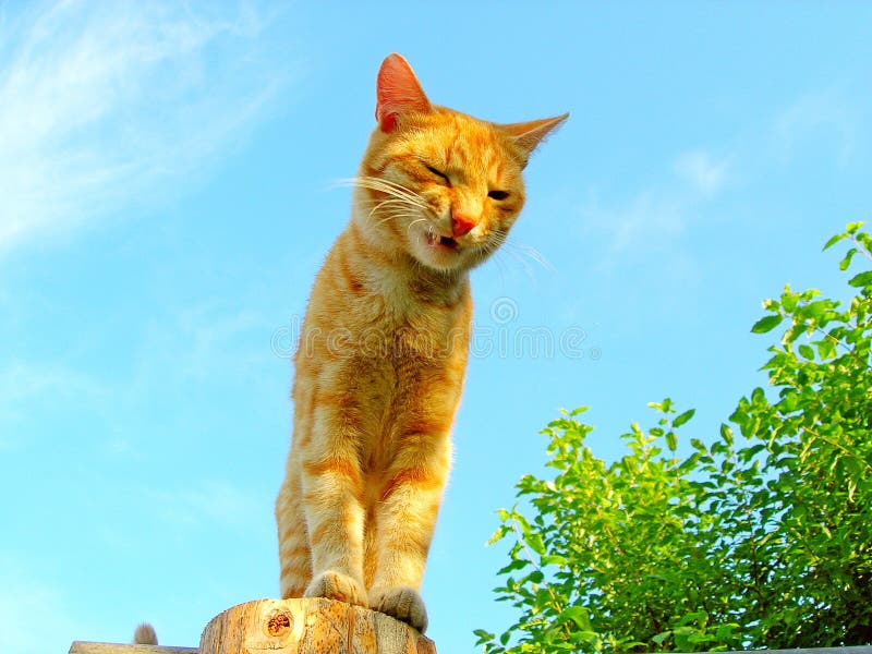 Tabby cat! stock photo. Image of lord, mice, tabby, hunter - 97736048