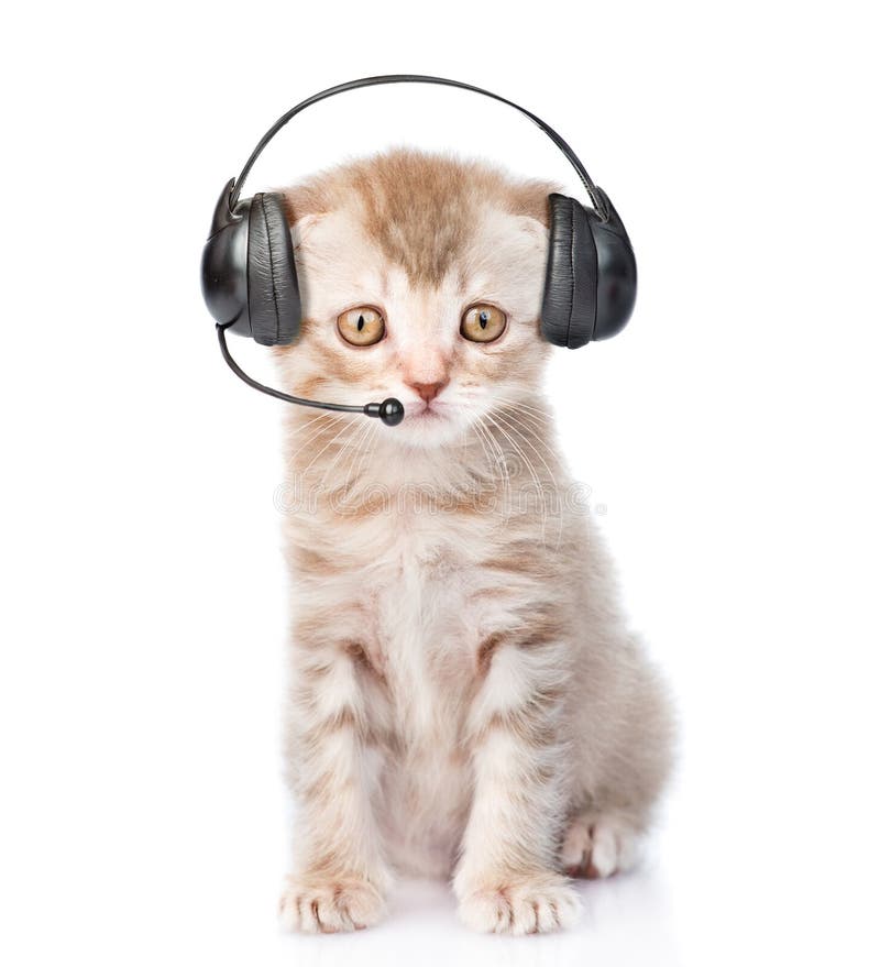 Cat With Headphones