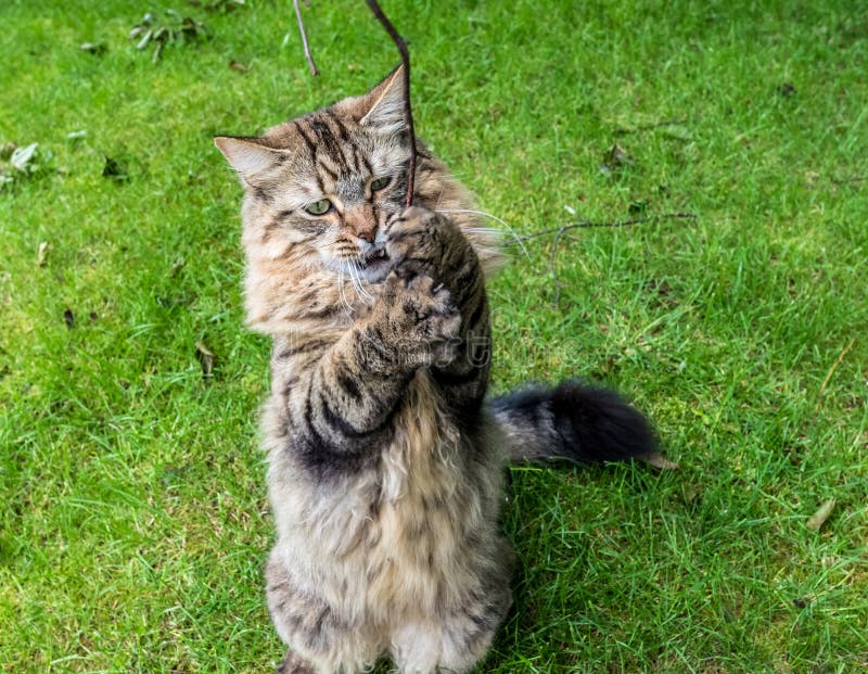 Tabby Cat Playing Outside with a Stick Stock Photo - Image of long ...