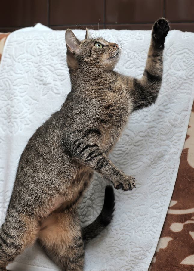 9,812 Standing Tabby Cat Stock Photos - Free & Royalty-Free Stock ...