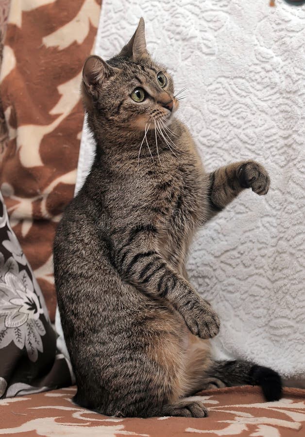 9,812 Standing Tabby Cat Stock Photos - Free & Royalty-Free Stock ...