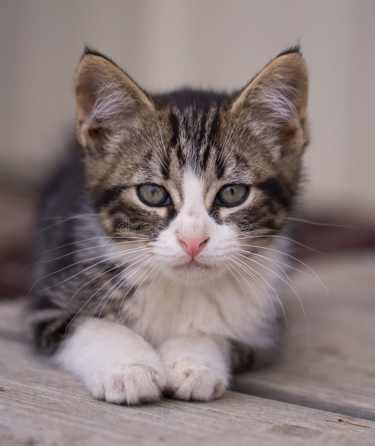 Tabby cat with points stock photo. Image of stripe, nose - 168635642