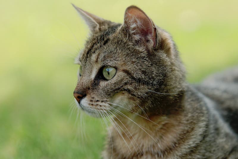 Tabby cat stock image. Image of female, feline, outdoor - 30027137