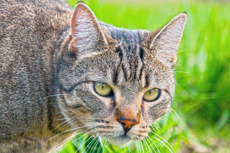 Tabby cat on the prowl stock photo. Image of fallen, woodland - 65289018