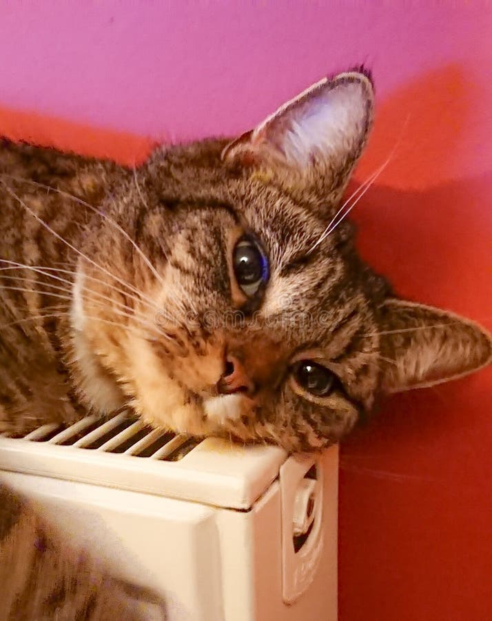 Tabby Cat on radiator stock image. Image of radiator - 112528397