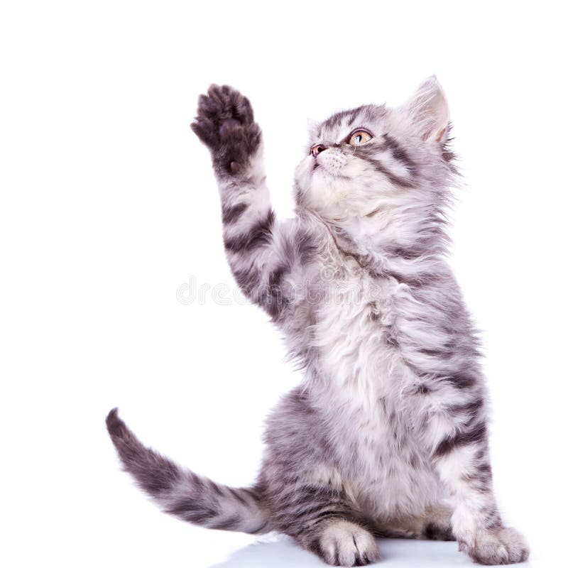 Tabby Cat Reaching for Something Stock Photo - Image of silver, animals ...