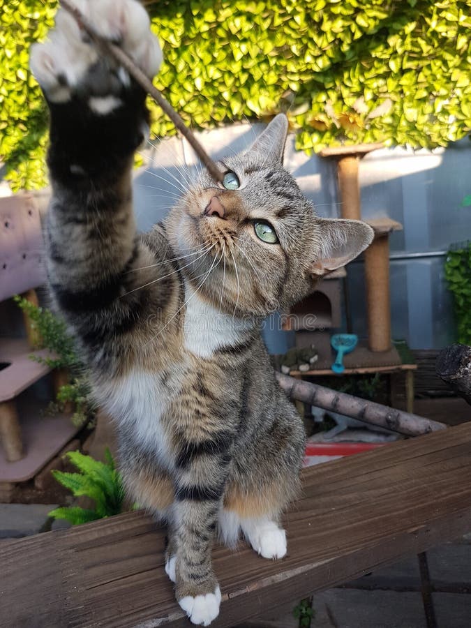Tabby Cat Reaching for Something Stock Photo - Image of silver, animals ...