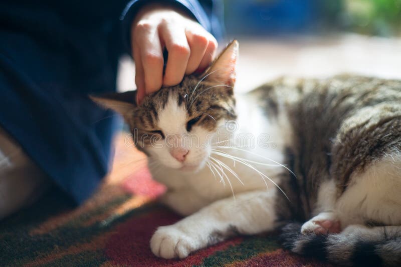A Tabby Cat Receiving Hug from Girl Stock Photo - Image of kitten ...