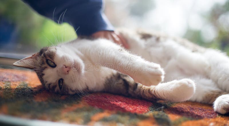 A Tabby Cat Receiving Hug from Girl Stock Image - Image of light ...
