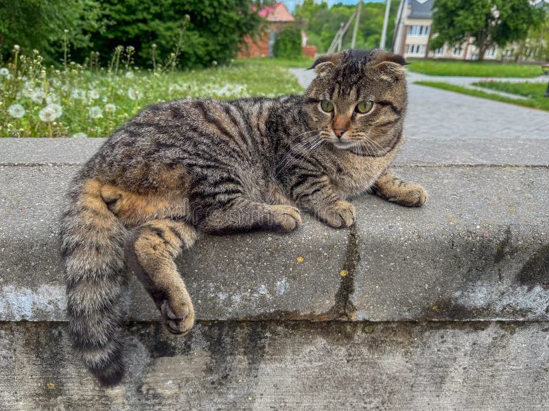 Tabby Cat Relaxing on a Concrete Wall in a Park Stock Photo - Image of ...
