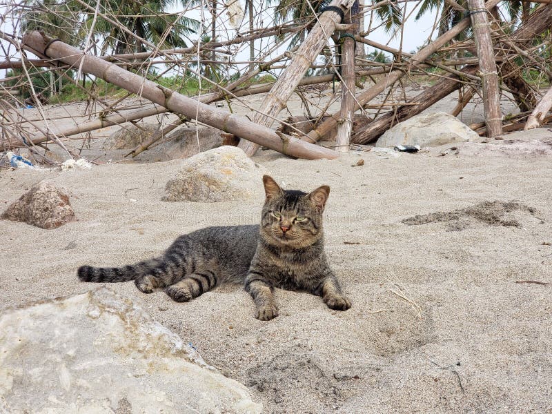 A Tabby Cat Relaxing on a Sandy Beach Stock Photo - Image of branches ...