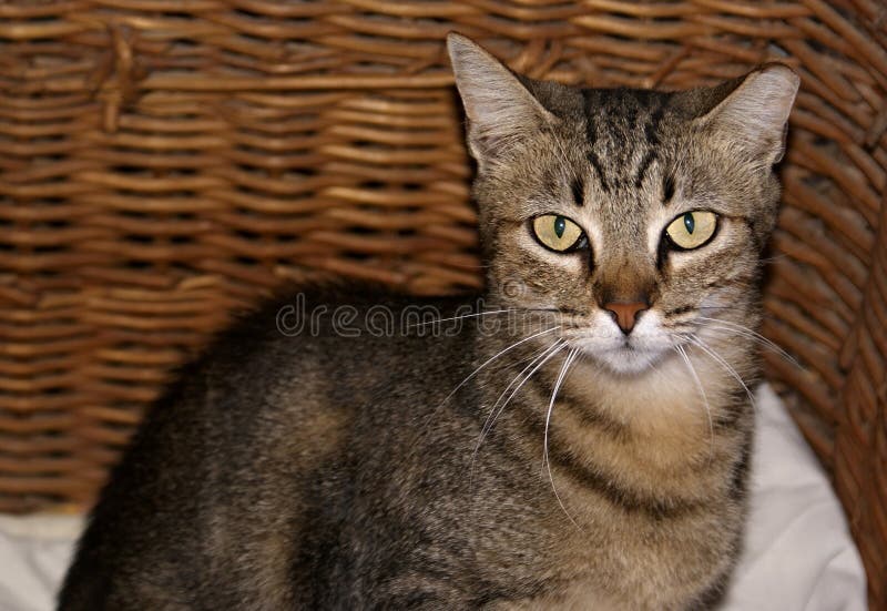 Tabby Cat Relaxing in Wicker Basket Looking Forward Stock Image - Image ...