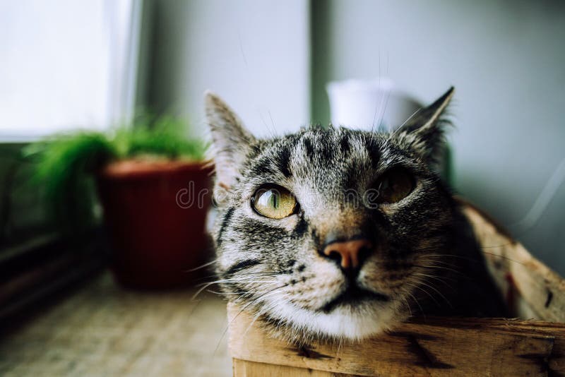 Tabby cat rest in box stock photo. Image of punnet, rest - 234102130