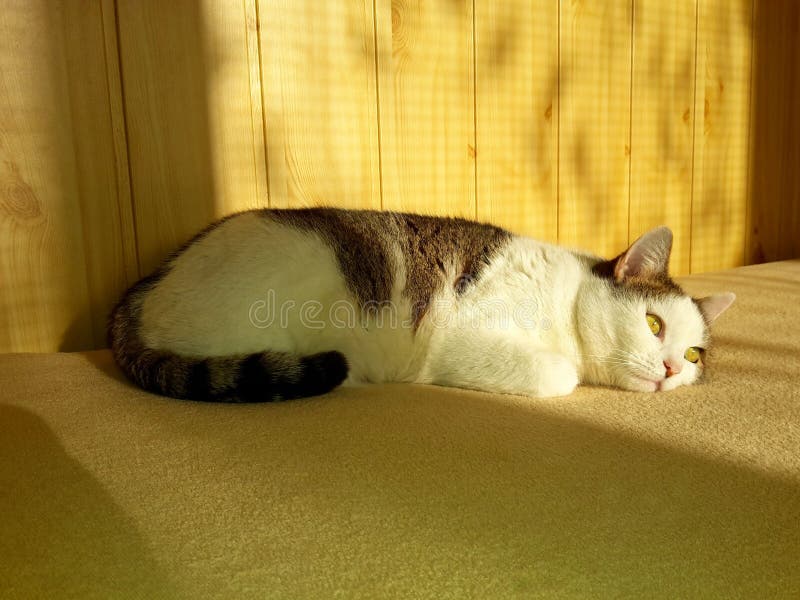 Tabby Cat with Resting Head Lying on a Bed that is Sunlit Over Blinds ...