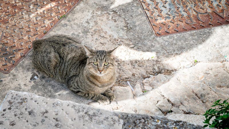 Tabby Cat Resting on Stone Pavement. Stock Image - Image of peaceful ...