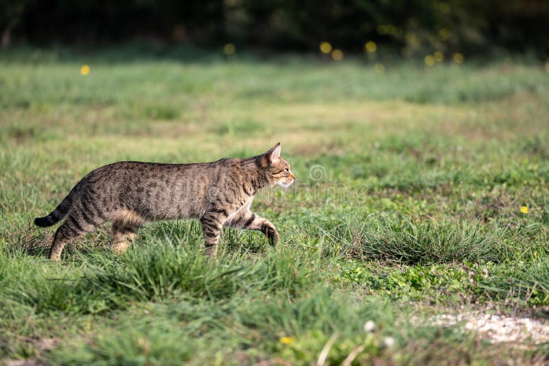 Tabby cat roaming a meadow stock photo. Image of kitten - 261412792