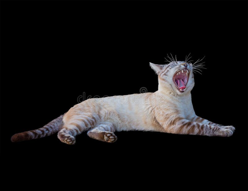 196 Roaring Kitten Stock Photos - Free & Royalty-Free Stock Photos from ...