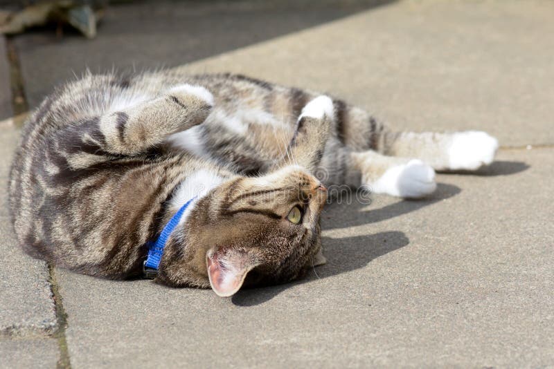 174 Cat Rolling Back Stock Photos - Free & Royalty-Free Stock Photos ...