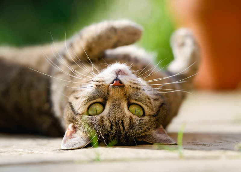 Tabby Cat Rolling Upside Down Stock Photo - Image of eyes, paws: 324904418