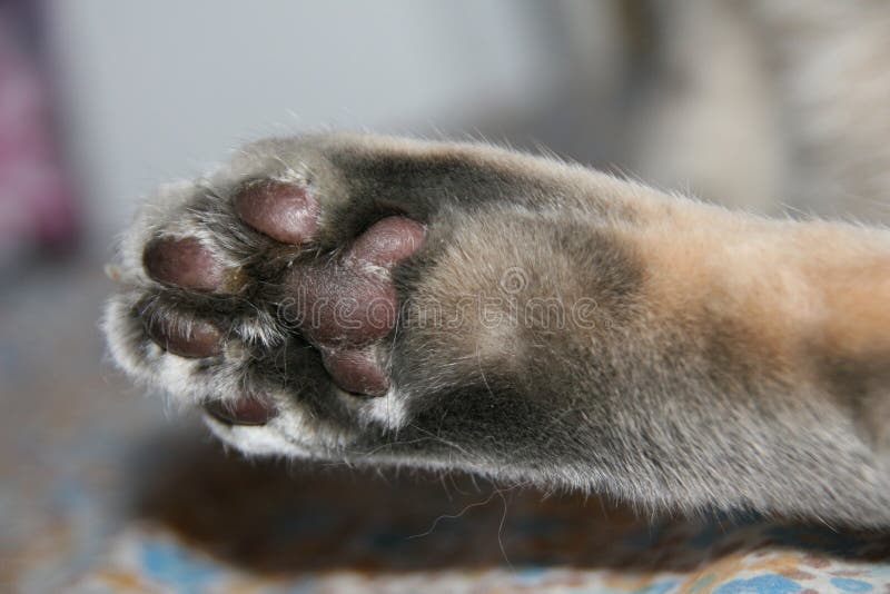 Tabby cat paw stock photo. Image of gray, pets, limb - 78096794