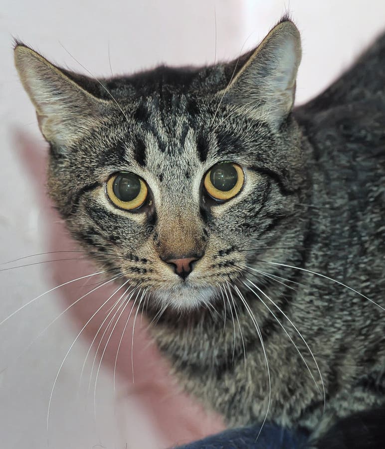 Tabby Cat with a Scared Look Stock Image - Image of animal, confused ...
